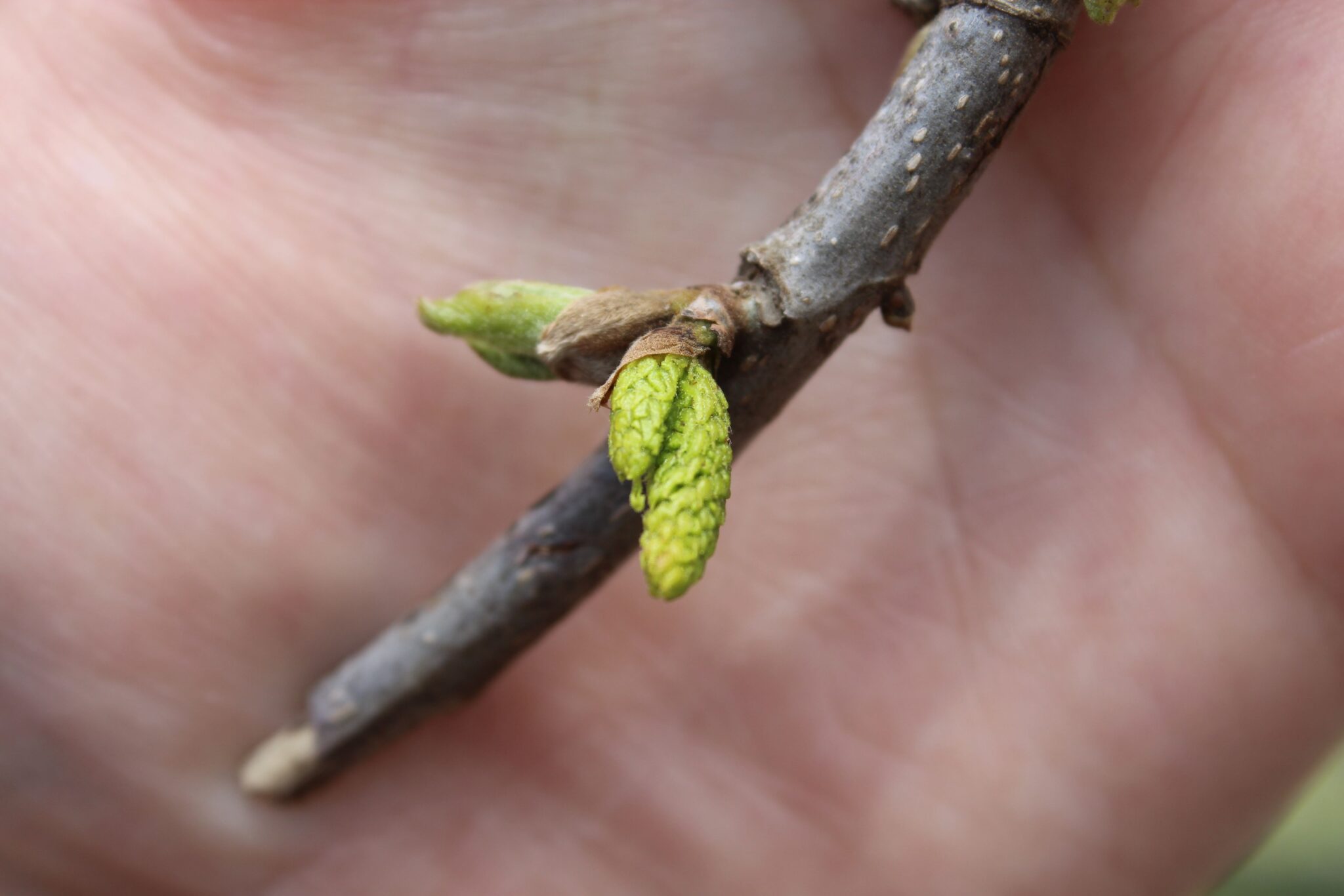 Gallery - Missouri Northern Pecans Growers