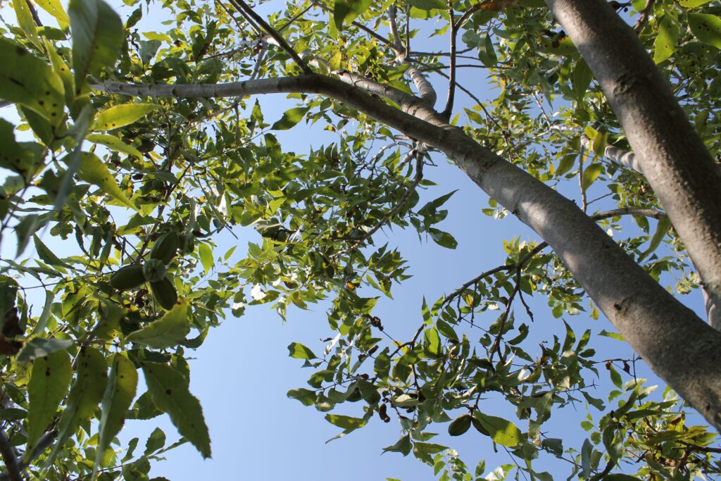 Gallery - Missouri Northern Pecans Growers